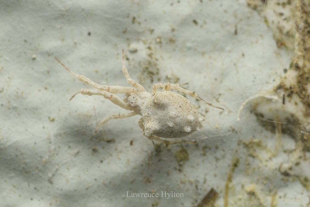 Feather-legged Spiders in January 2024 by Lawrence Hylton · iNaturalist