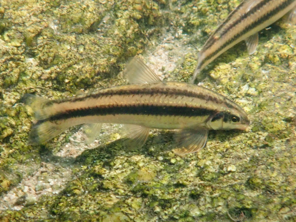 Roundnosed Characin in August 2022 by Tsssss · iNaturalist