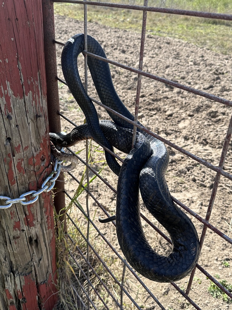 Texas Indigo Snake in January 2024 by Lisa Edwards · iNaturalist