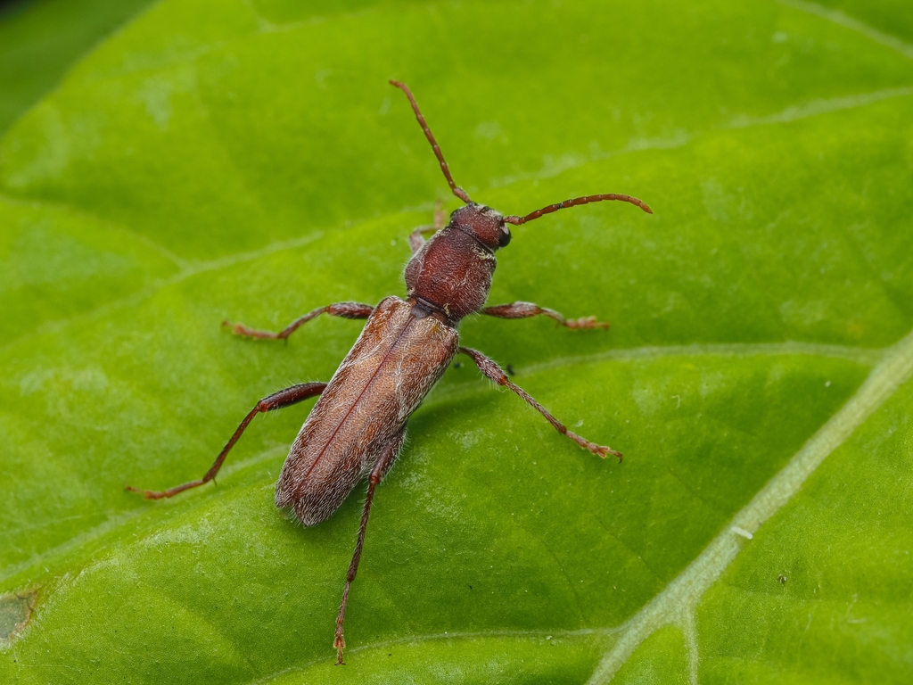 Gallmaking Maple Borer from Québec, QC G1L 2X8, Canada on August 12 ...