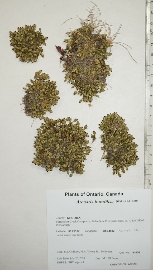 Creeping Sandwort from Canada, Ontario, KENORA County, Burntpoint Creek ...