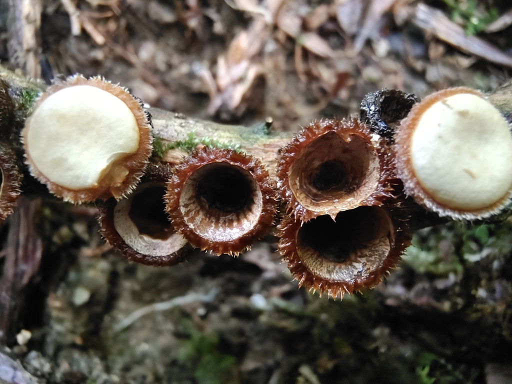 Crucibulum from Yichun, CN-JX, CN on August 1, 2023 at 07:05 AM by ...