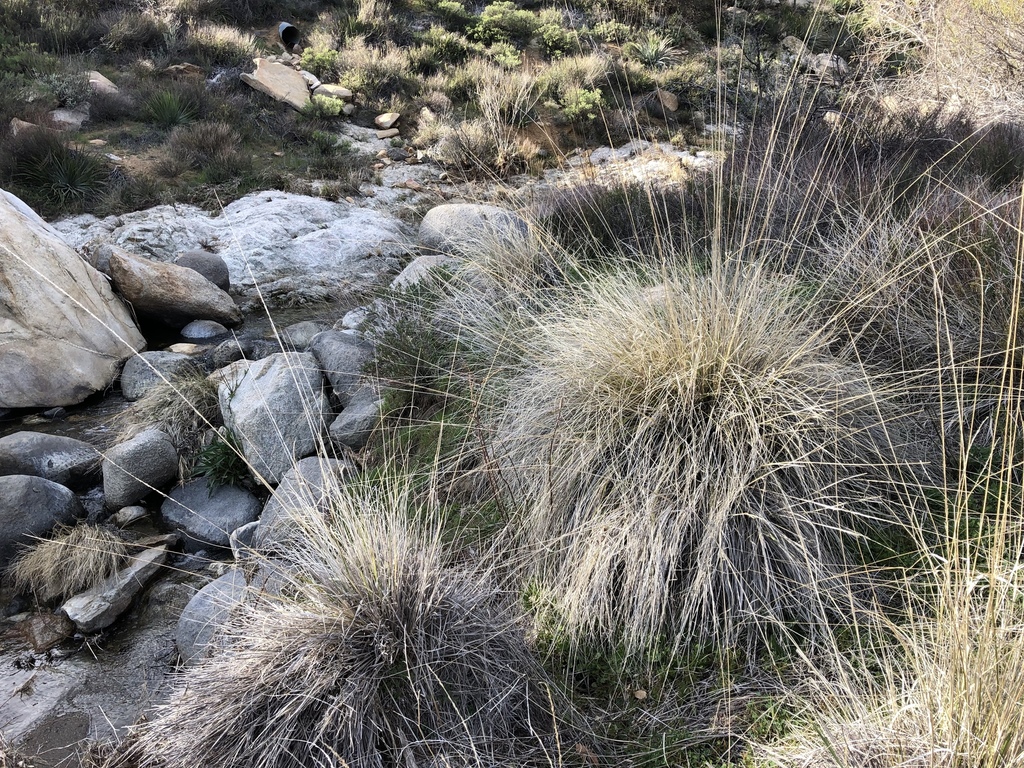 deergrass from Cleveland National Forest, Pine Valley, CA, US on April ...