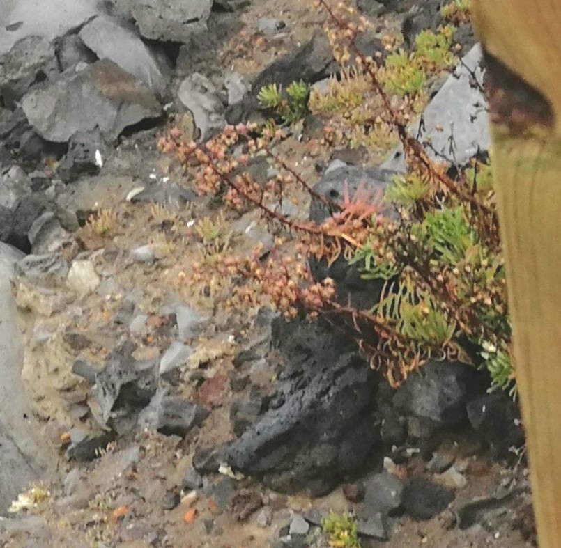 Azores Bellflower from Portugal on September 3, 2018 at 02:37 PM by ...