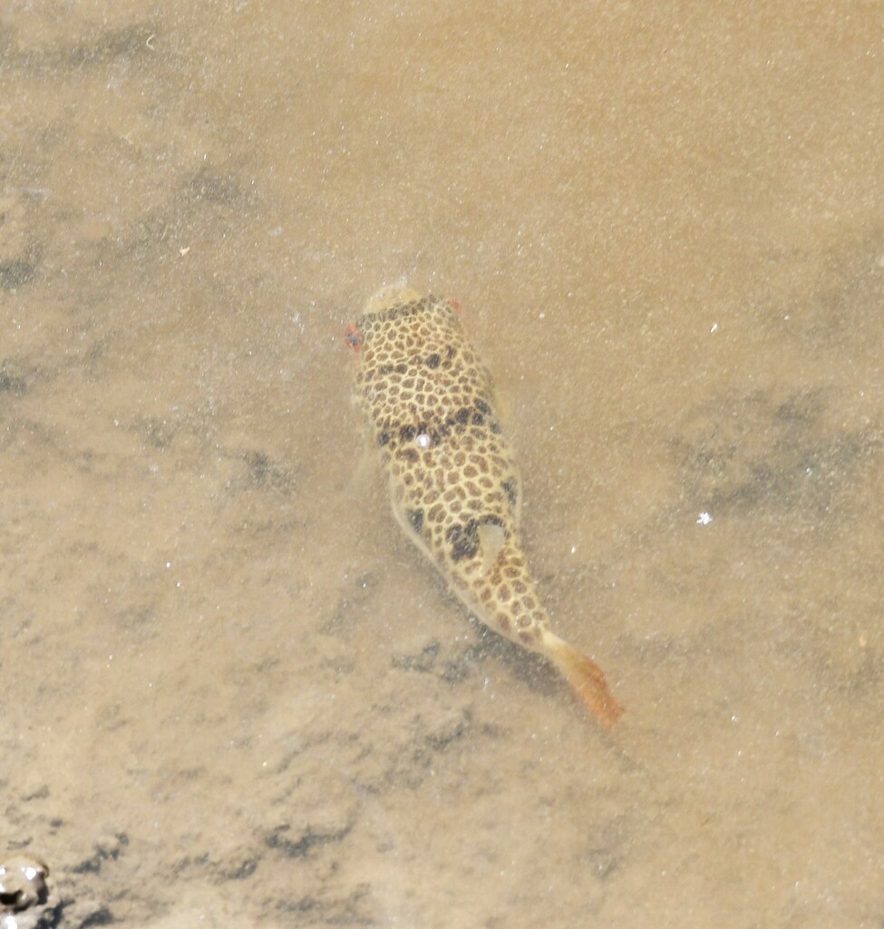 Smooth Toadfish from Warringine Park, Bittern VIC 3918, Australia on ...
