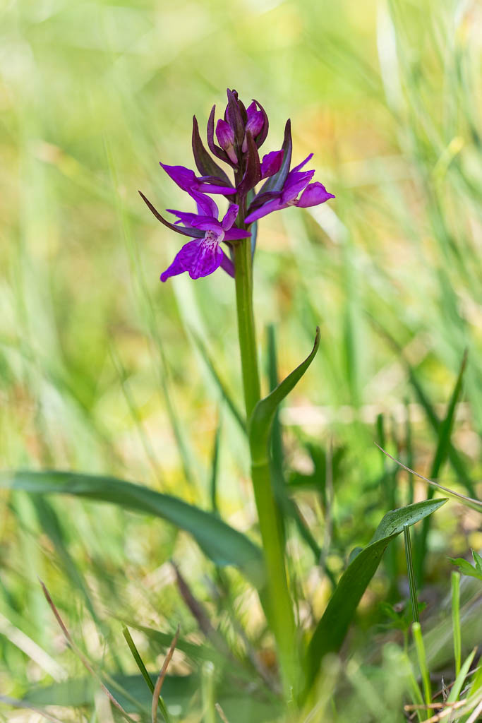 Broad-leaved Marsh Orchid from 38580 La Chapelle-du-Bard, France on June 14, 2023 at 04:28 PM by ...