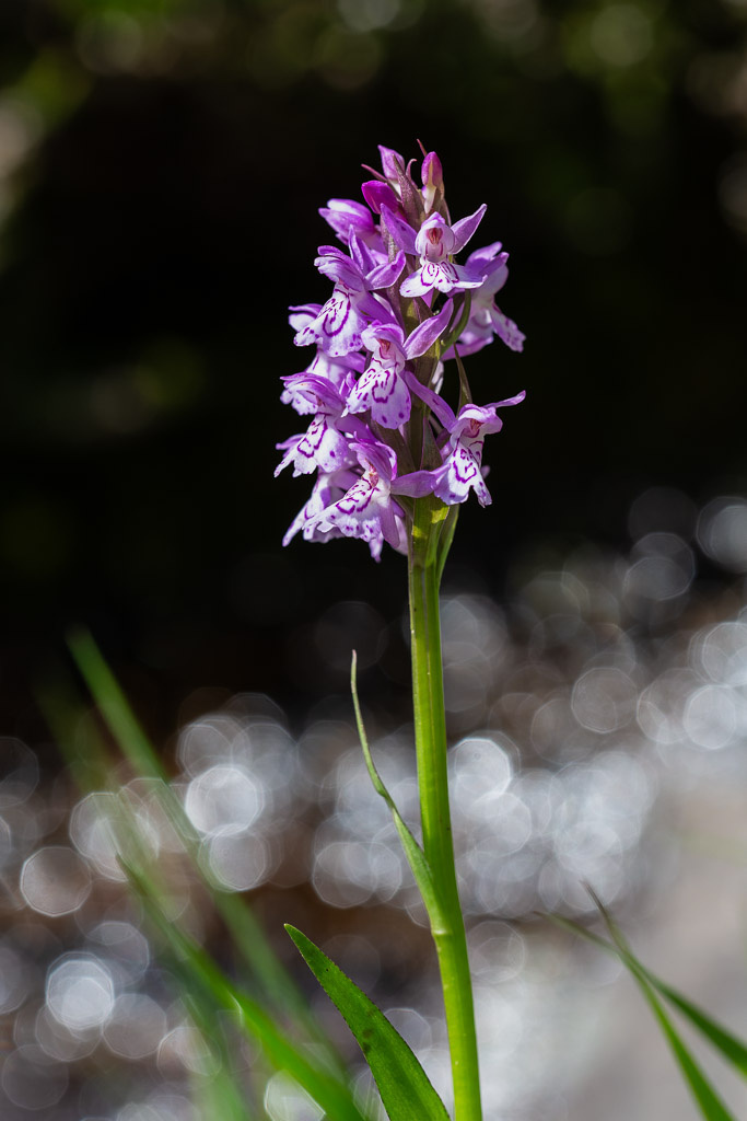 heath spotted orchid from 38580 La Chapelle-du-Bard, France on June 14, 2023 at 04:45 PM by Yves ...