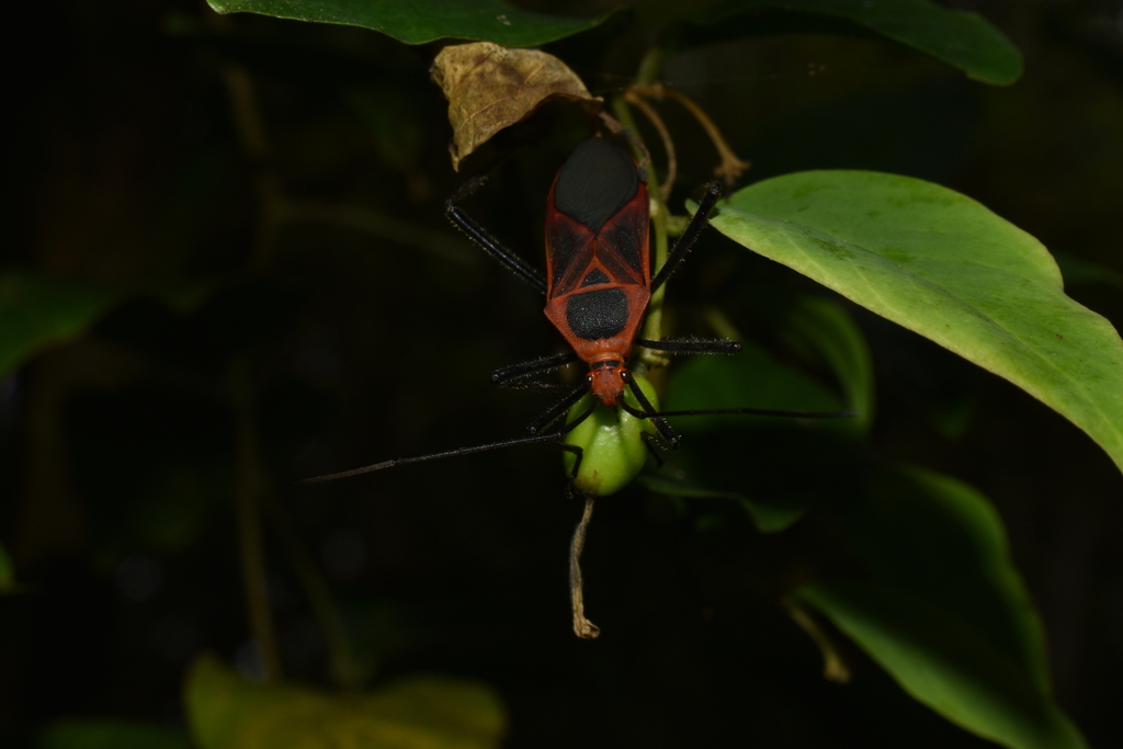 Dasynus coccocinctus from #7 KM 47 Ilog Maria Honeybee Farm, Emilio ...