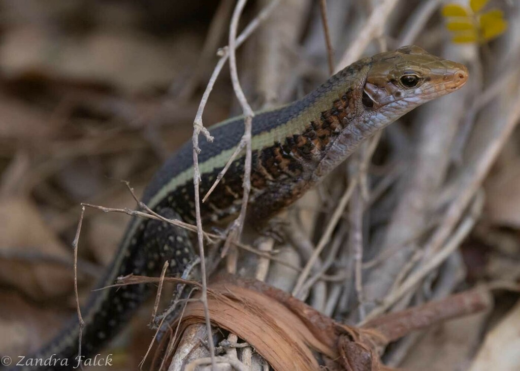 Western Girdled Lizard from Morondava District, Madagaskar on November ...