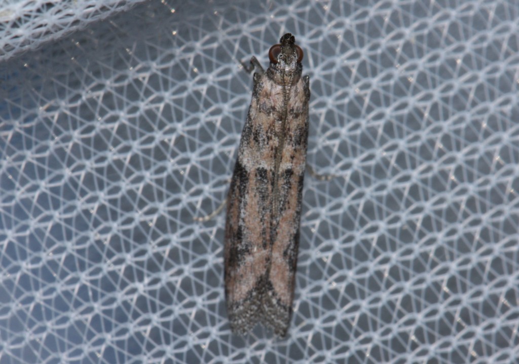 Dusky Raisin Moth from North Park, San Diego, CA, USA on April 09, 2019 ...
