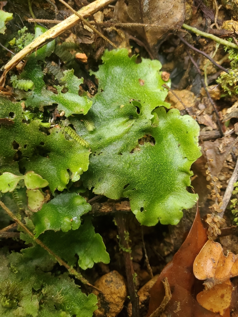 Monoclea gottschei from Pérez Zeledón, CR-SJ, CR on January 13, 2024 at ...