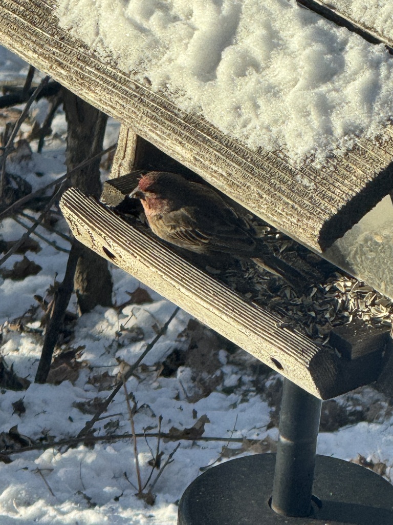 House Finch from Bethany Lutheran College, Mankato, MN, US on January ...