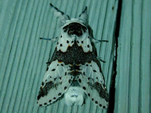 White Furcula Moth from Bedford Audubon Society, Katonah, NY, USA on ...