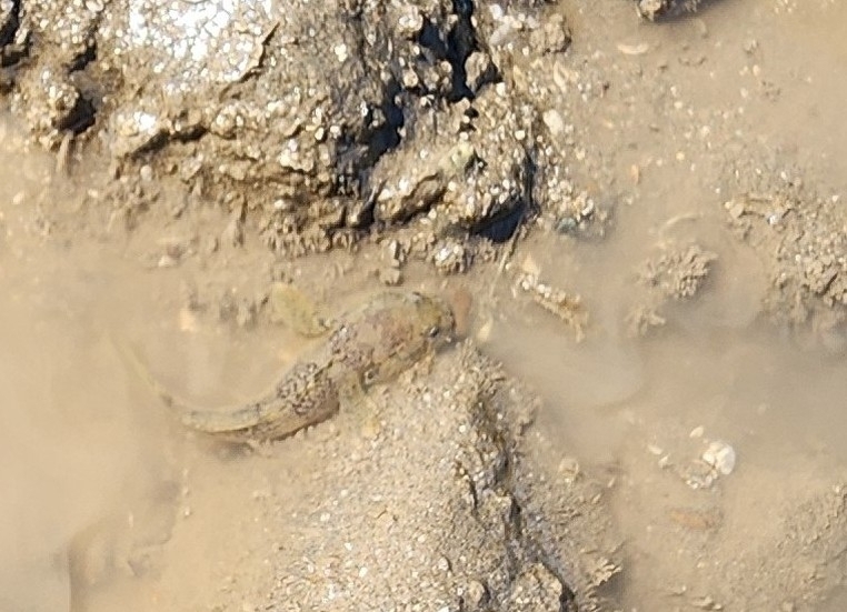 Gobies from 7P2X+V4X, Saronda, Gujarat 396135, India on January 15 ...