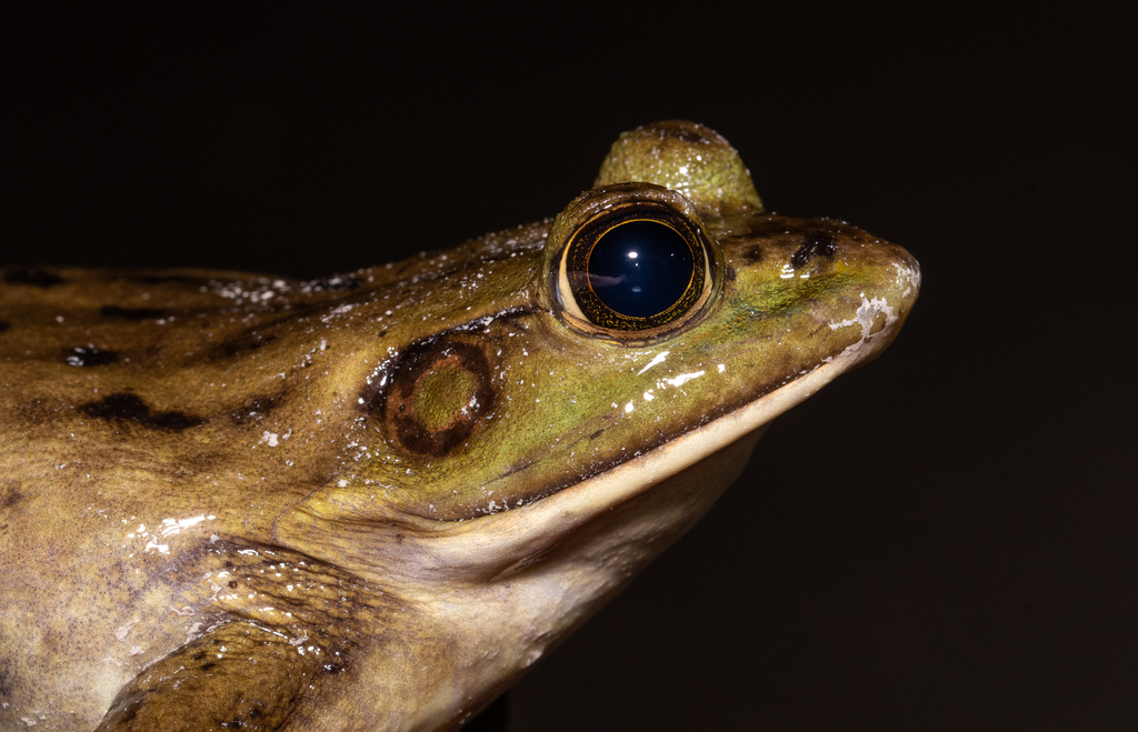 Pig Frog in January 2024 by Oonagh · iNaturalist
