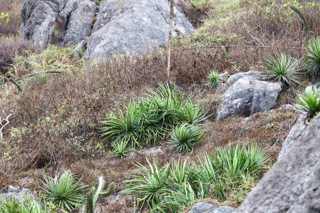 Agave colimana from La Huerta, Jal., Mexico on January 9, 2024 at 08:26 ...