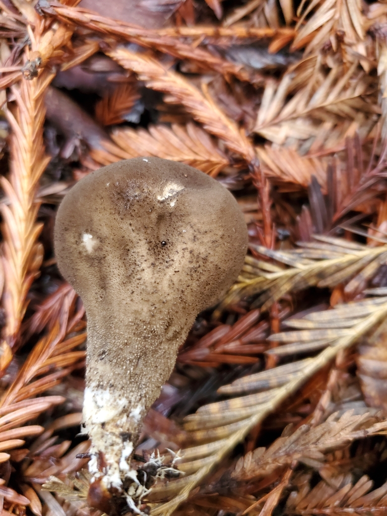 Umber-brown Puffball from Jenner, CA 95450, USA on January 15, 2024 at ...