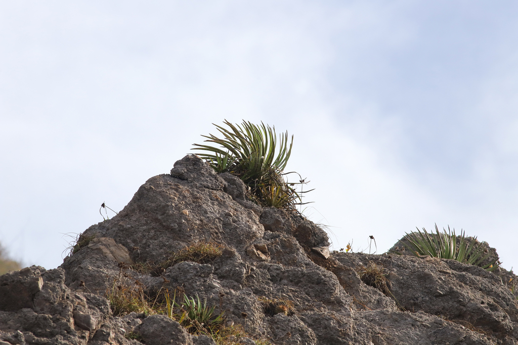 Agave colimana from La Huerta, Jal., Mexico on January 9, 2024 at 10:09 ...
