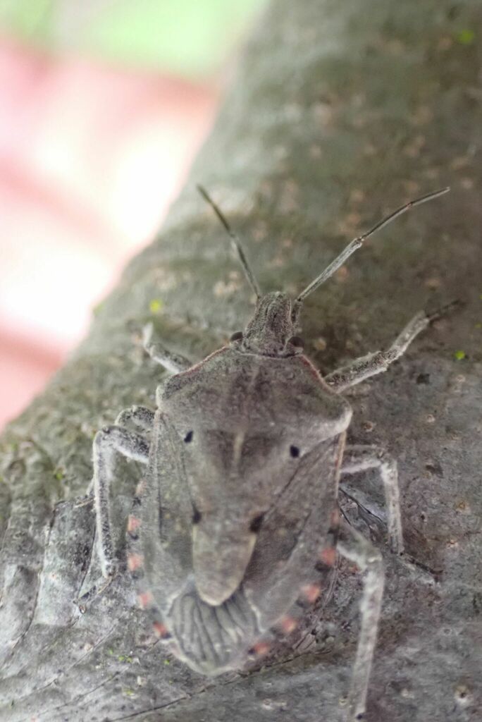 Pseudatelus from Mhlatikop Trail, Malelane, South Africa on January 13 ...