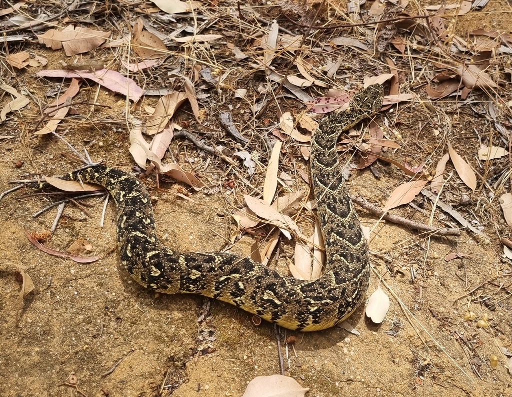 Puff Adder from Constantia, Cape Town, South Africa on January 16, 2024 ...