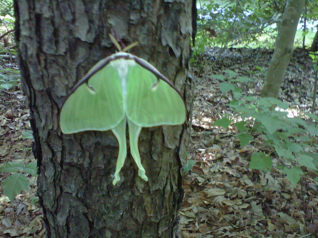 North American Luna Moth from Powhatan County, VA, USA on May 18, 2012 ...