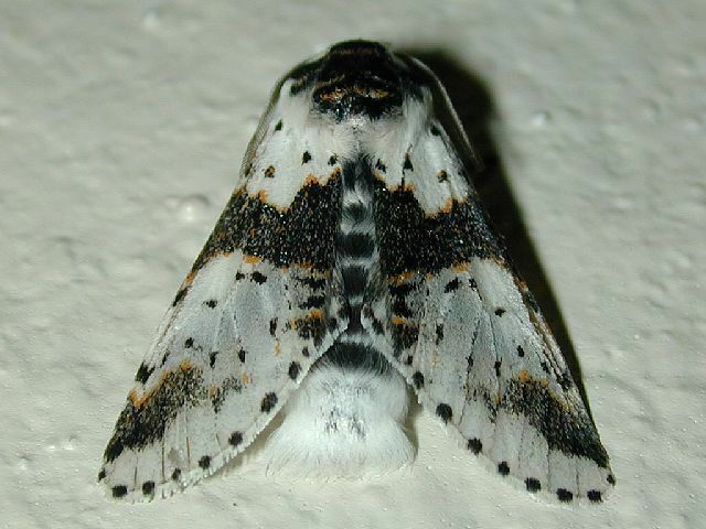 White Furcula Moth from Floyd Bennet Field, Brooklyn, NY, USA on June 7 ...