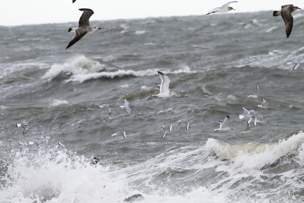 Ring-billed Gull from South Kingstown, RI, USA on January 14, 2024 at ...