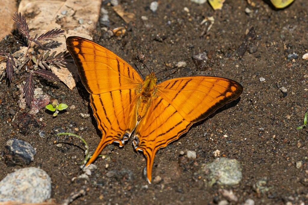 Orange Daggerwing from Embalse Angostura, Provincia de Cartago ...
