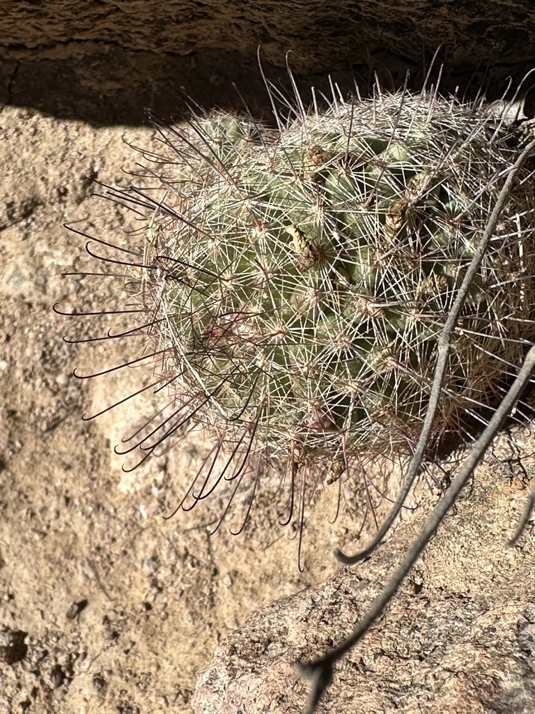 Graham's nipple cactus from Kofa National Wildlife Refuge, Yuma, AZ, US ...