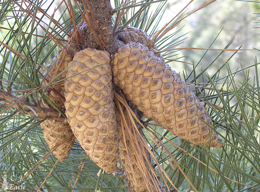 Pinus greggii greggii in February 2007 by Christopher J. Earle ...