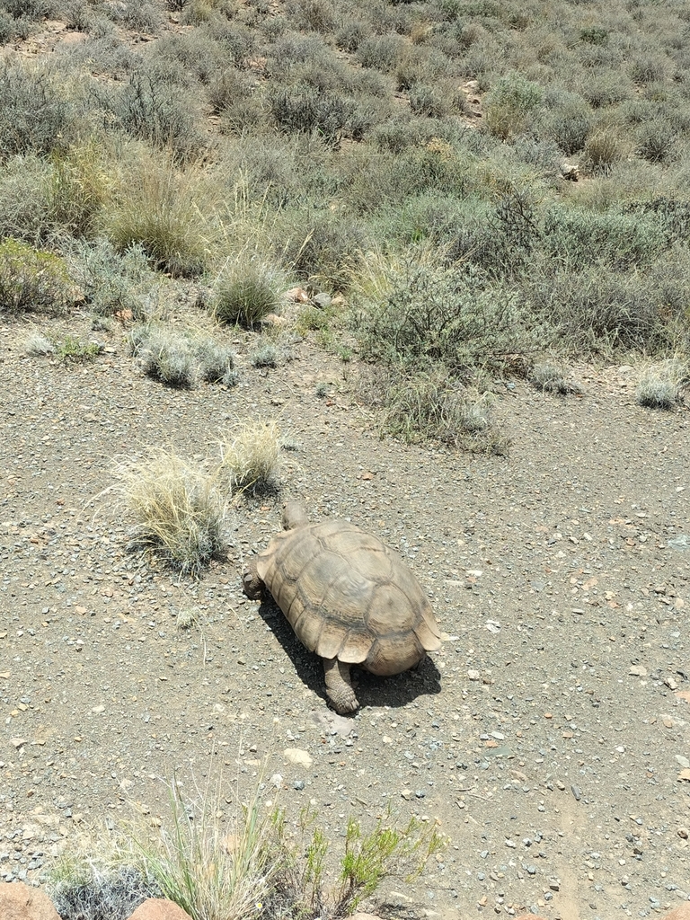 Leopard Tortoise from Central Karoo DC, South Africa on January 11 ...