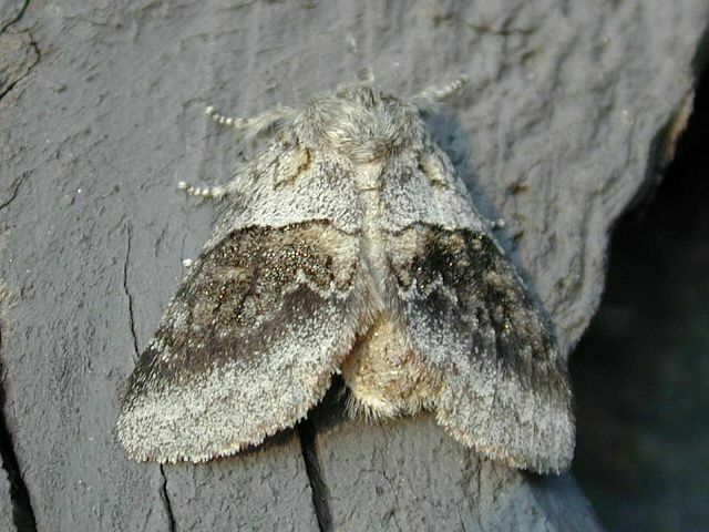 Common Gluphisia Moth from 428 Moseywood Rd, Lake Harmony, PA 18624 ...