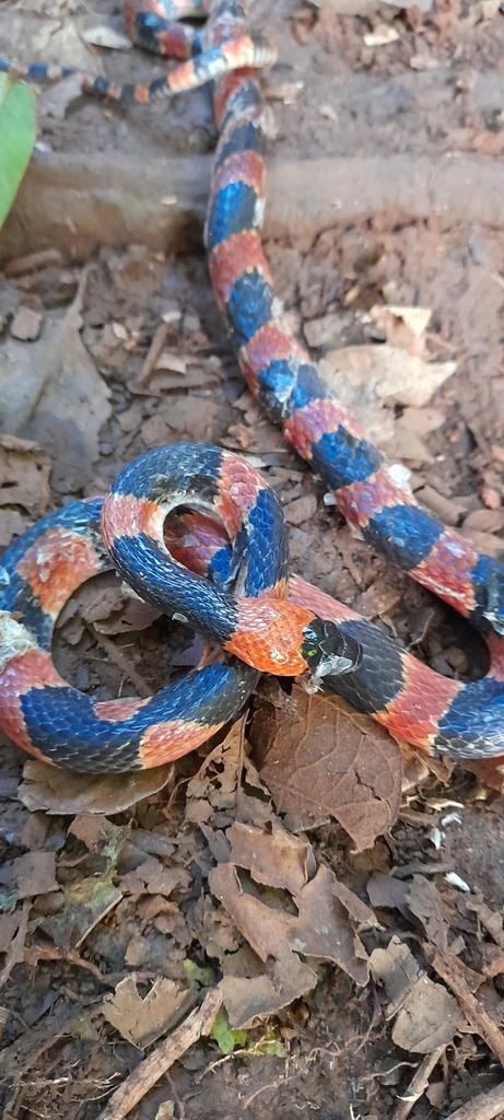 Forest Flame Snake from El Castillo, Nicaragua on January 15, 2024 at ...