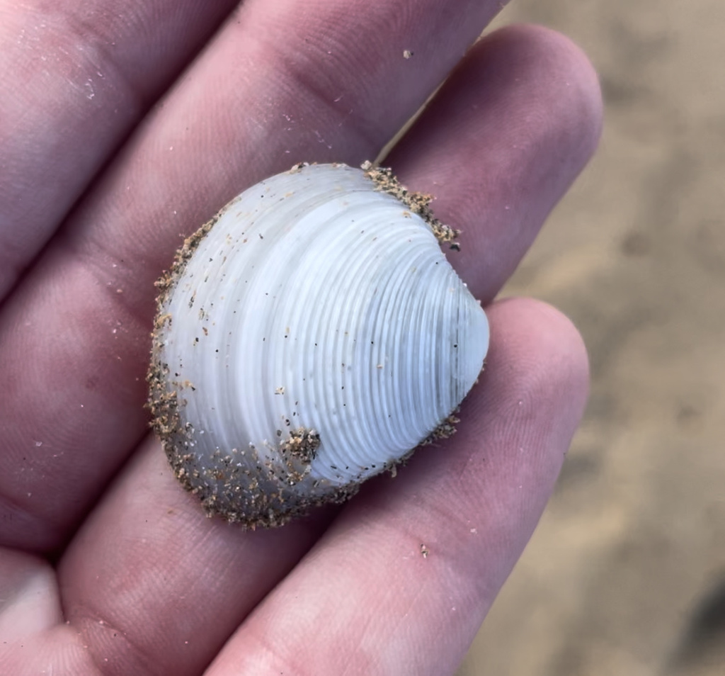 Venus Clams from Puerto Rico, Río Grande, Puerto Rico, US on January 1 ...