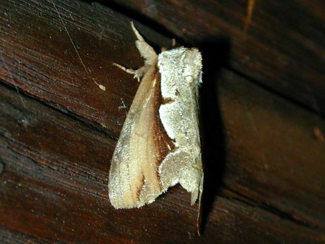 Double-toothed Prominent from Bear Mountain, Orange County, NY, USA on ...