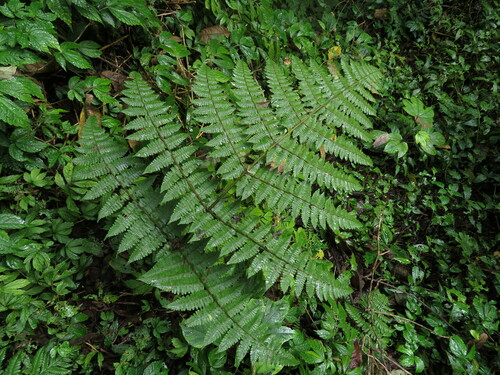 Cornopteris badia · iNaturalist Mexico