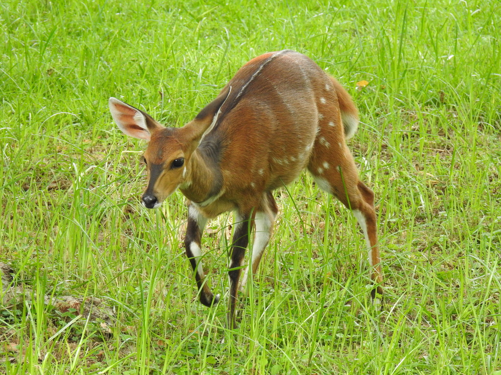 Cape Bushbuck from Kruger-Nationalpark, Nkomazi, MP, ZA on January 16 ...