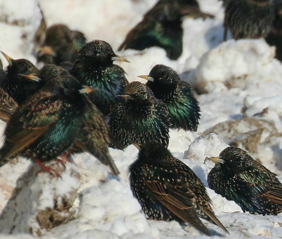 European Starling from Ingham County, MI, USA on January 16, 2024 at 10 ...