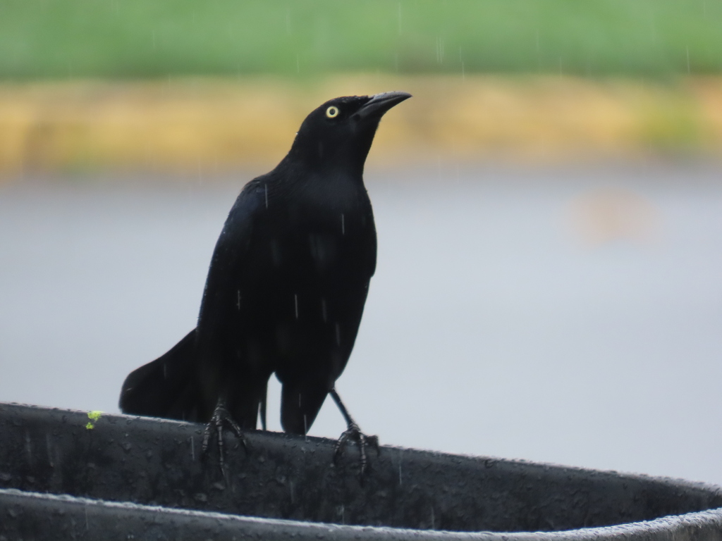 Greater Antillean Grackle from Canóvanas, Puerto Rico on January 2 ...