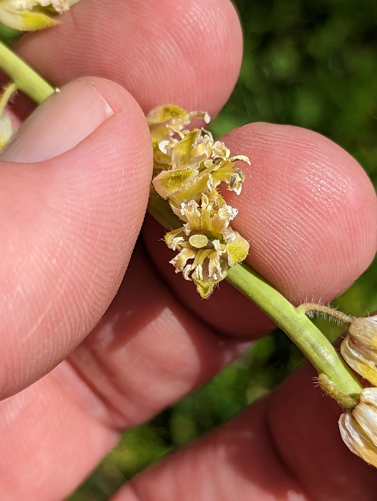 California jewelflower in April 2023 by rockybajada · iNaturalist