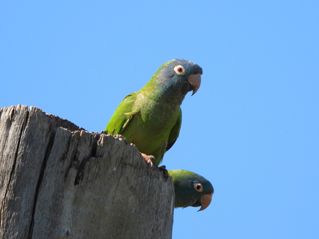 Blue-crowned Parakeet from Maracó, La Pampa, Argentina on January 15, 2024 at 09:49 AM by ...