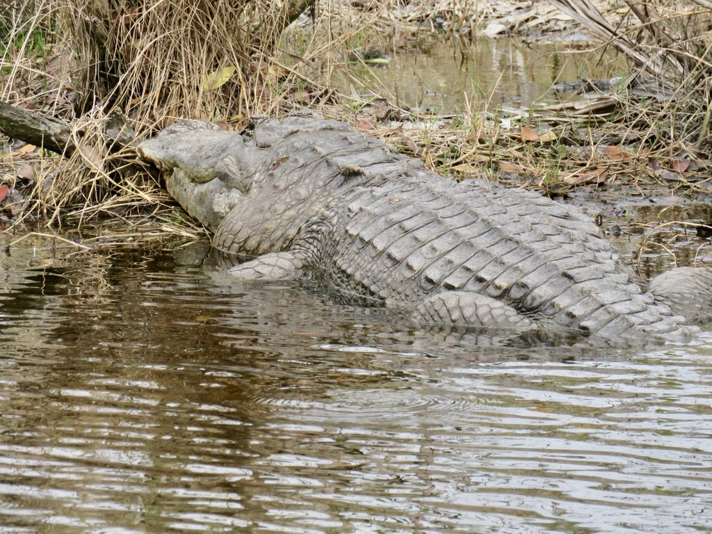 American Alligator from Mosquito Lagoon, Cape Canaveral, FL, US on ...