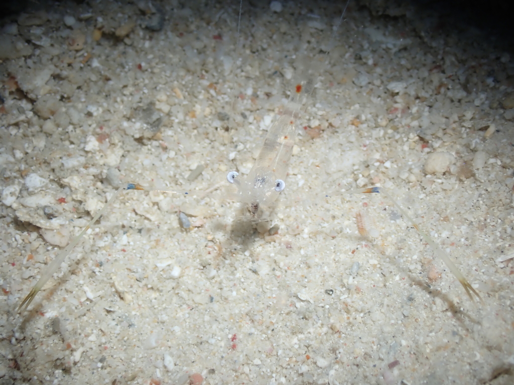 Glass shrimp from Outhouse Beach, Guam on January 12, 2024 at 06:54 PM ...