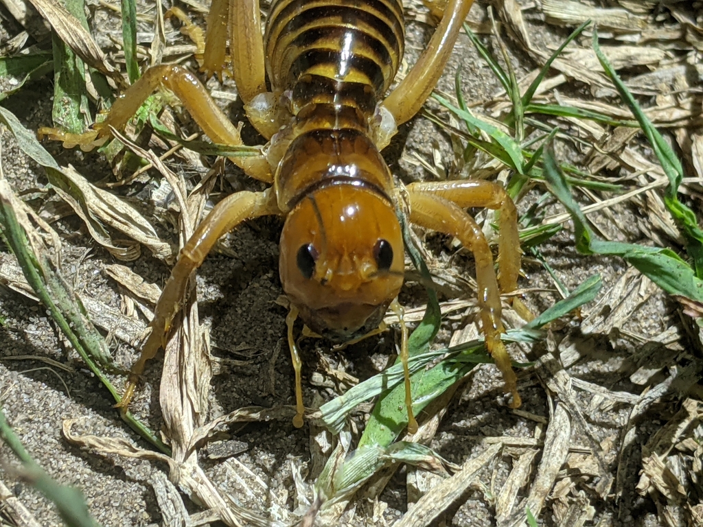 Pale Sand Cricket from Dolphin Paragliding, The Beach, Brenton-on-Sea ...
