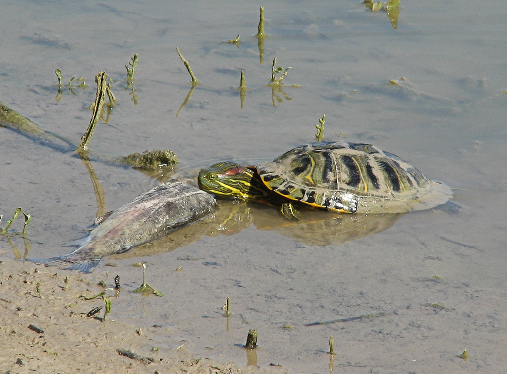 Red-eared Slider from Provincia di Vicenza, Italia on August 4, 2007 at ...