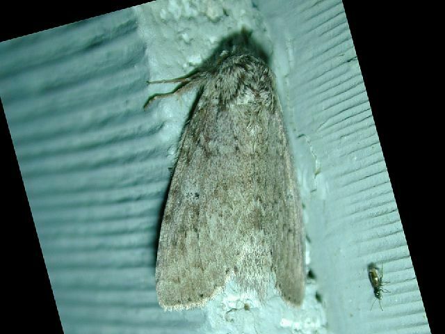 Variable Oakleaf Caterpillar Moth from Bedford Audubon Society, Katonah ...