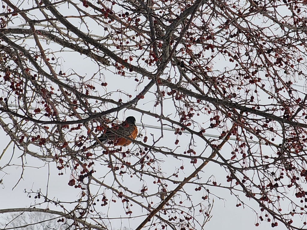 American Robin from Middleville, MI 49333, USA on January 16, 2024 at ...