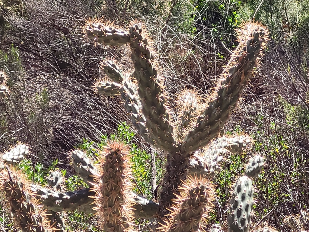 Coast Cholla from Lakeside, CA 92040, USA on January 16, 2024 at 12:01 ...