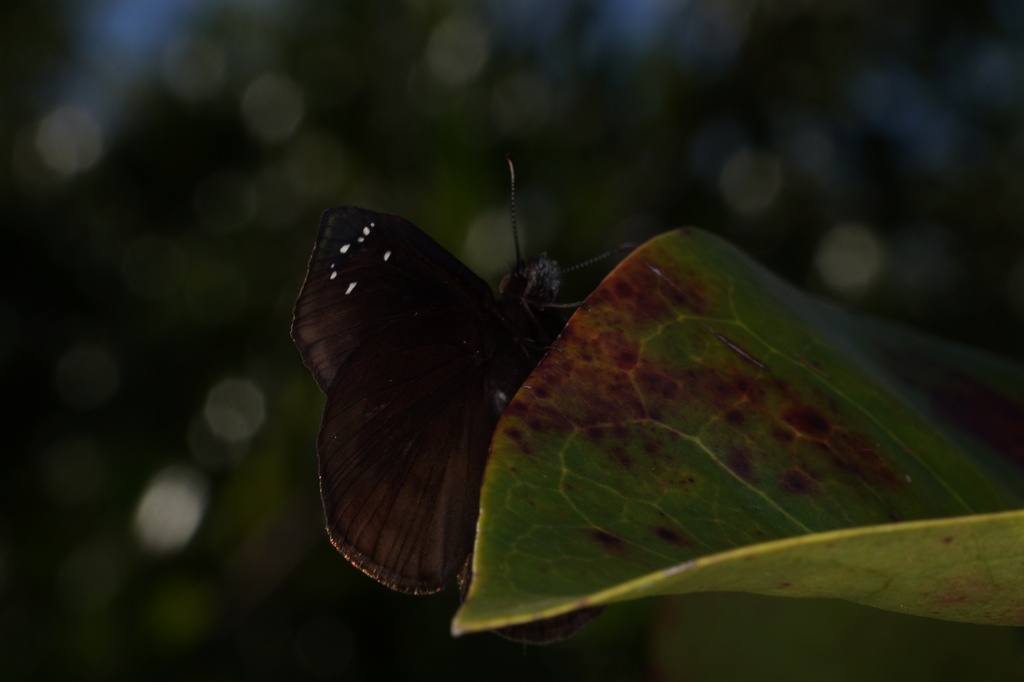 Florida Duskywing in January 2024 by Lucas Garriga · iNaturalist