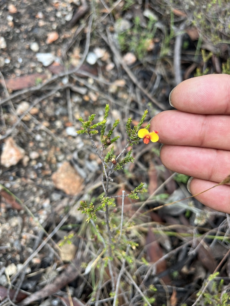 small-leaf parrot-pea from Alpine National Park, Anglers Rest, VIC, AU ...